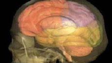 Does brain rot set in after 27? Depends how you measure - Ars Technica