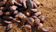 F-Script: Command-line Cocoa shell goes beta - Ars Technica