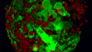 New method for detecting Conficker discovered, debuted - Ars Technica