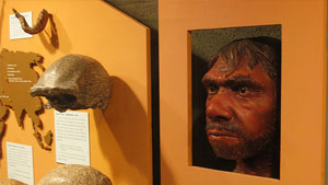 Neanderthals And Humans Were No One Night Stand History