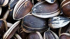 Seed brings JavaScript extensions to Epiphany - Ars Technica