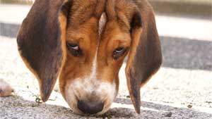 Air Force engineers develop BitTorrent sniffer - Ars Technica