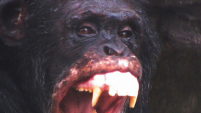 Strange science: chimp armed for the apocalypse and more - Ars Technica