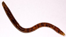 Conficker.C primed for April Fool’s activation - Ars Technica