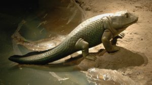 Fishapod adolescence leads to evolutionary reordering - Ars Technica