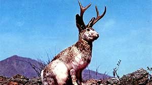 Jaunty Jackalope hops onto scene with GNOME 2.26, new features - Ars ...