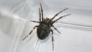 Scientists mix in metal to make super-strength spider silk - Ars Technica