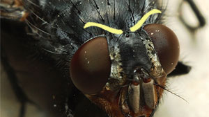 Weird Science ponders angry flies and guilty dogs - Ars Technica
