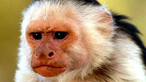 Weird Science tickles monkeys and shakes martinis - Ars Technica