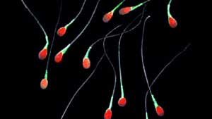 Weird Science: giant sperm ahoy! - Ars Technica