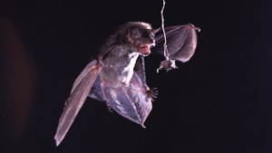 Acoustic warfare: moths jam bats’ echolocation - Ars Technica