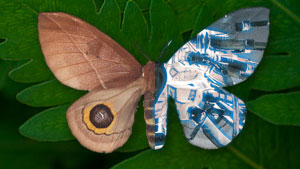 Hacking a remote-controlled moth with insect venom - Ars Technica