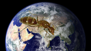 Weird science has vibrating primates and globalized ants - Ars Technica