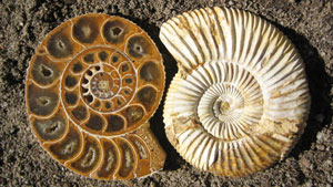 Five essential things to know about evolution - Ars Technica