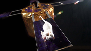 Weird Science puts its mice in the air - Ars Technica