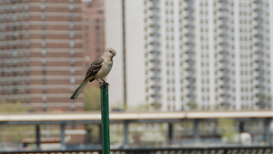 Birds change their tune to adapt to life in the big city - Ars Technica