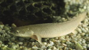 Weird Science regulates the voltage of electric fish - Ars Technica