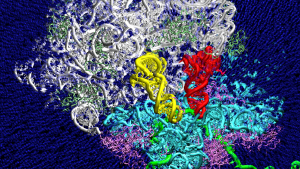 Chemistry Nobel goes to ribosomes, the protein manufacturer - Ars Technica
