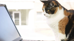 “Animal connection” helps separate humans from other species - Ars Technica