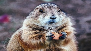 The Web may have won, but Gopher tunnels on - Ars Technica