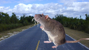 The weird science of rats and the smell of road rage - Ars Technica