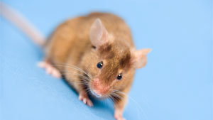 Serotonin-lacking male mice not picky about sex of their mates - Ars ...