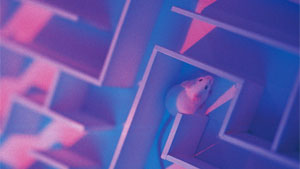 Biologists wipe out a mouse’s spatial working memory - Ars Technica