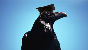 Problem-solving crows may not be as smart as we thought - Ars Technica