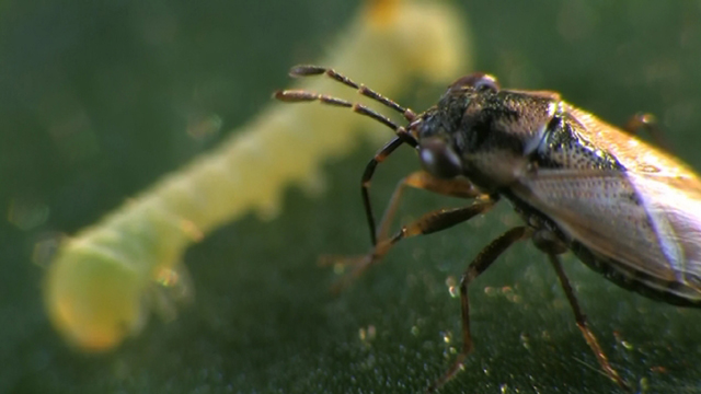 Plants use spit of the insects eating them for self-defense - Ars Technica