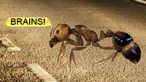 Weird Science unleashes its fossil zombie ants - Ars Technica