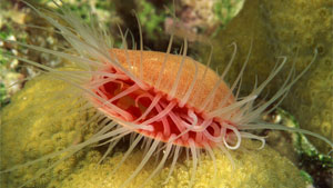 Shellfish feel the burn: damage linked to atmospheric CO2 - Ars Technica