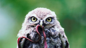 Twitter worms spread quickly thanks to blatant security flaw - Ars Technica