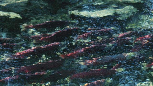 Genetically modified salmon up for FDA approval, then dinner - Ars Technica