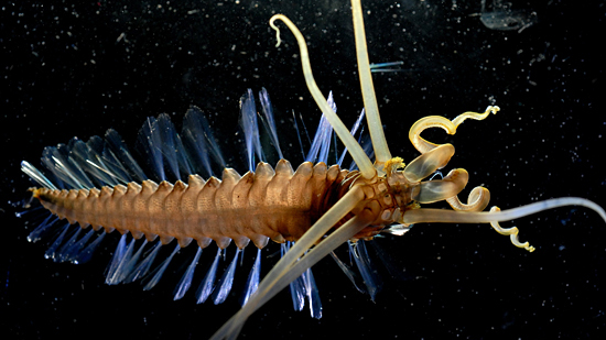 Weird Science finds “the remarkable squidworm,” flying snakes - Ars ...