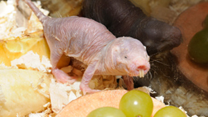 Tag: mole rats - Ars Technica