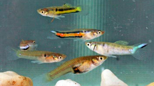 For female fish, a choice between beauty, brawn, and brains - Ars Technica