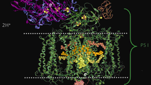 X-ray laser finds structure of a single virus as it vaporizes it - Ars ...