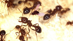 Self-assembling rafts: how fire ants survive floods - Ars Technica