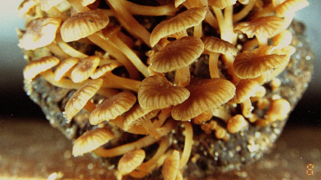 A new branch found in the fungal tree of life - Ars Technica