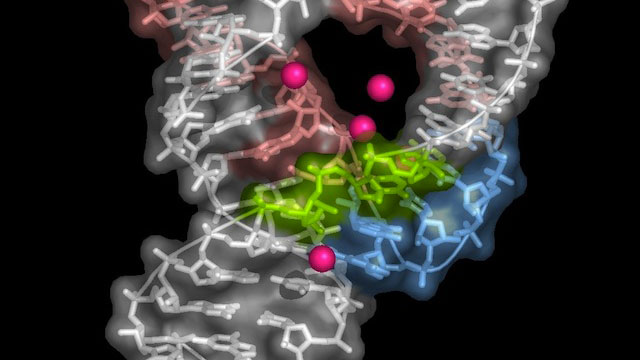 Cryptic mutations could be evolution's hidden fuel - Ars Technica