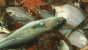 Nova Scotia cod fishery shows initial indications of recovery - Ars ...