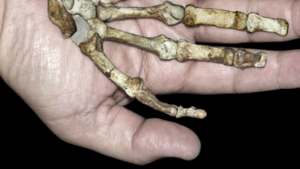 Origin story: New papers claim A. sediba as human ancestor - Ars Technica