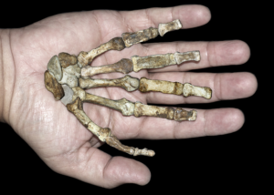 Origin story: New papers claim A. sediba as human ancestor - Ars Technica