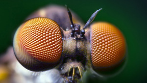 Week in science, big, bulging bug eyes edition - Ars Technica