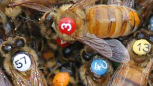 Bees reach consensus by headbutting dissenters - Ars Technica