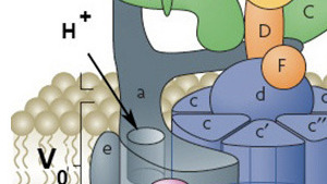 How did molecular machines evolve? Researchers resurrect lost proteins ...