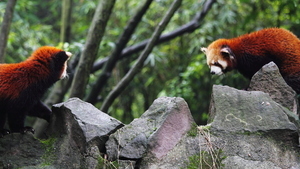 Firefox extended support will mitigate rapid release challenges - Ars ...