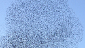 Animal magnetism: modeling flocks of birds using simple attractions ...