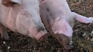 The week in science faces fears of exploding pigs - Ars Technica