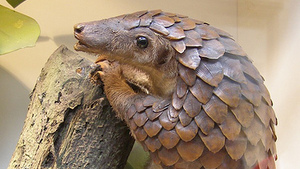 Precise Pangolin rolls out: Ubuntu 12.04 released, introduces Unity HUD ...